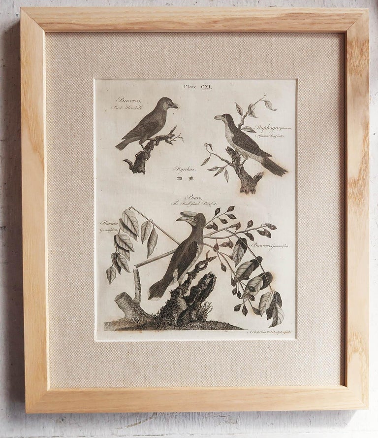 Set of 12 Original Antique Botanical Prints in Ash Frames, C.1790 For ...