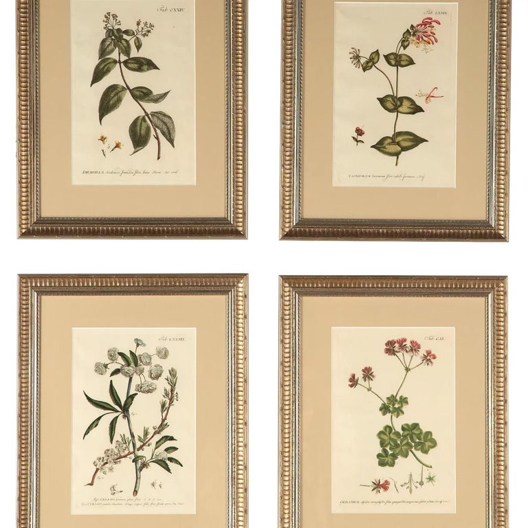 Set of 12 Philip Miller Engravings For Sale at 1stDibs