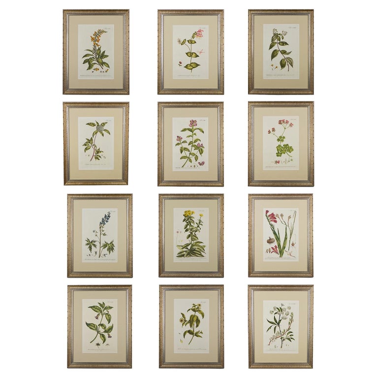 Set of 12 Philip Miller Engravings at 1stDibs
