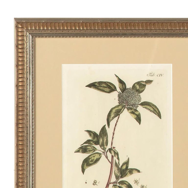 Set of 12 Philip Miller Engravings For Sale at 1stDibs