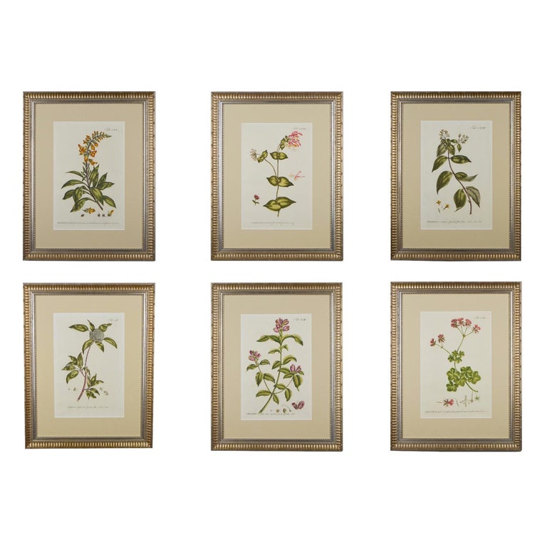 Set of 12 Philip Miller Engravings at 1stDibs