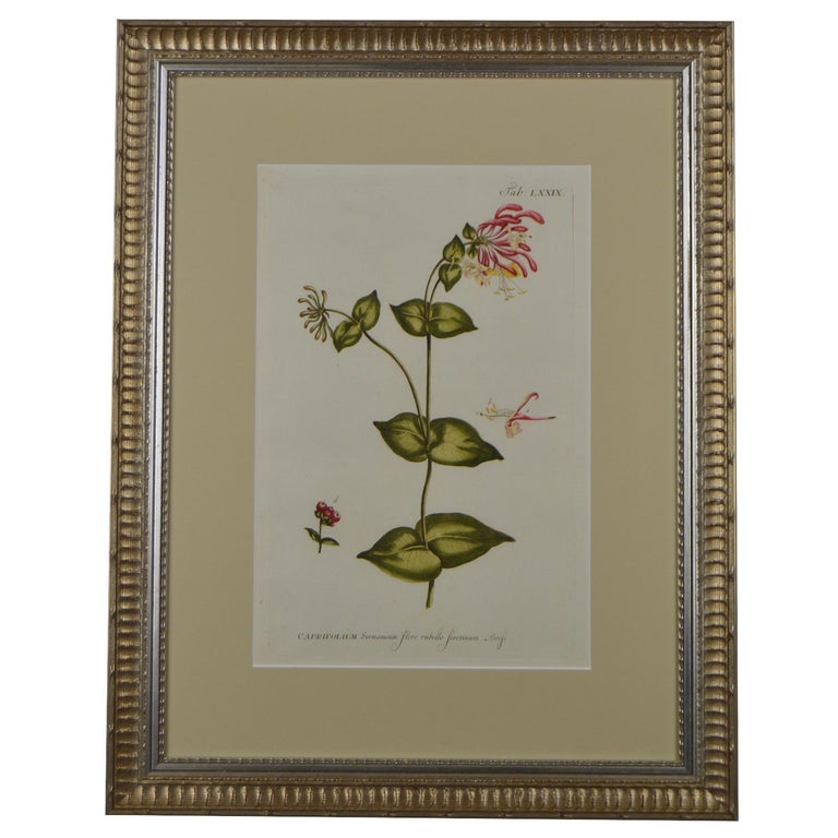Set of 12 Philip Miller Engravings at 1stDibs