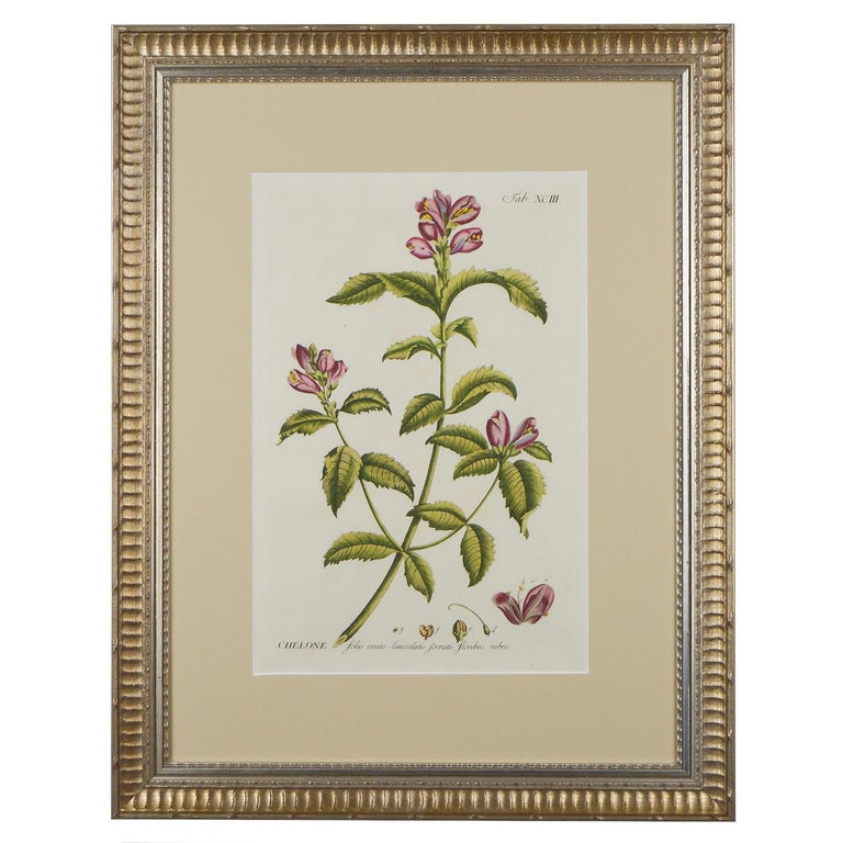 Set of 12 Philip Miller Engravings at 1stDibs