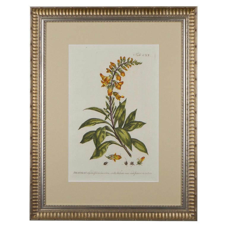 Set of 12 Philip Miller Engravings at 1stDibs