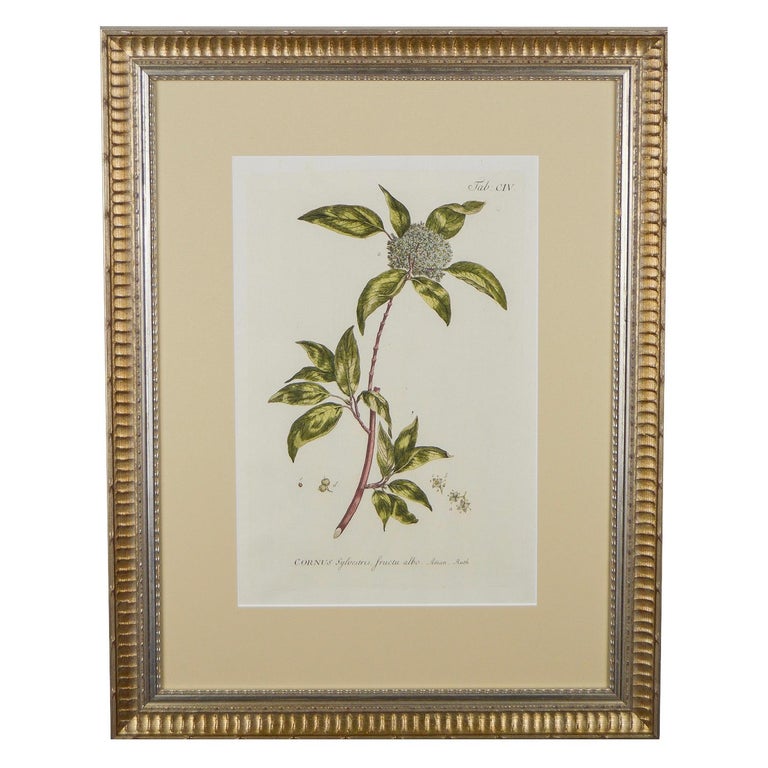 Set of 12 Philip Miller Engravings at 1stDibs
