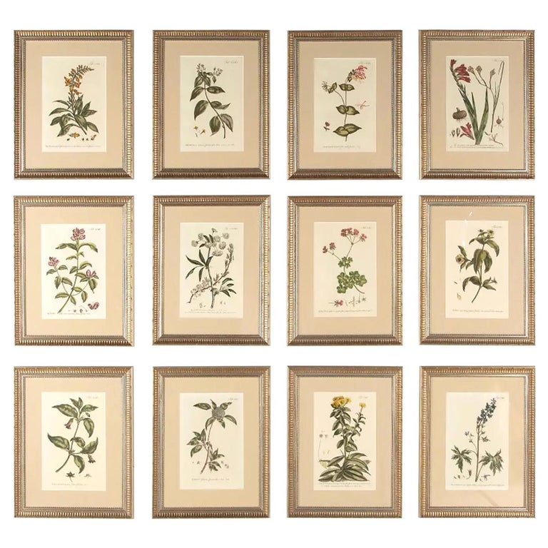 Set of 12 Philip Miller Engravings at 1stDibs