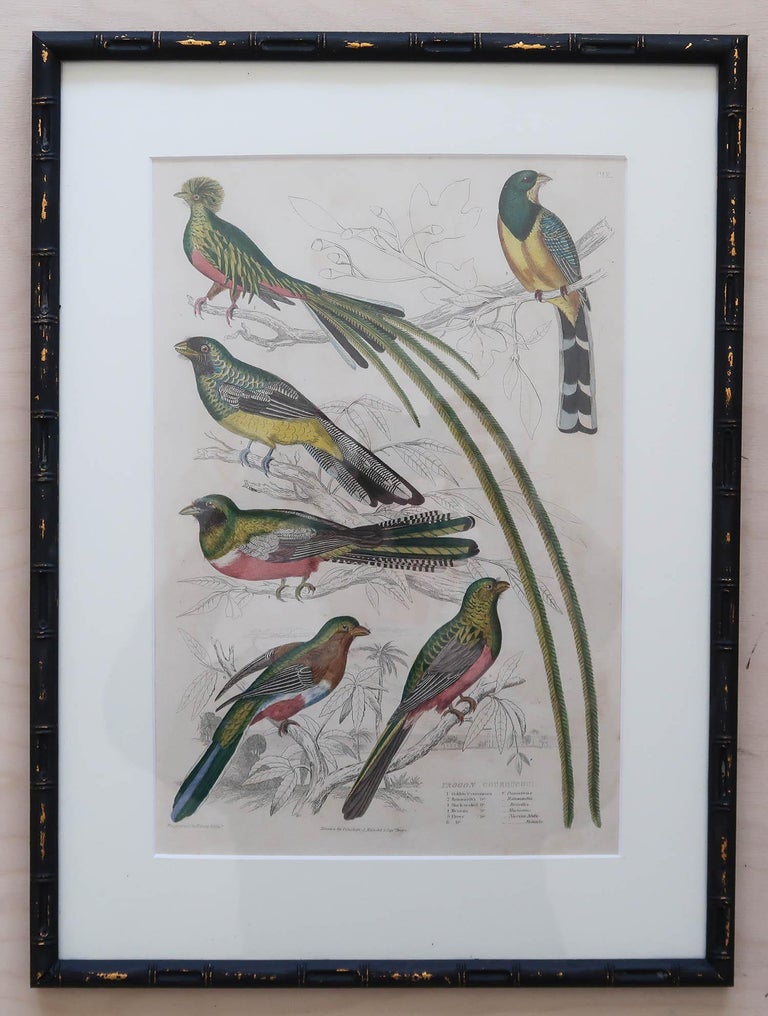 Set of 15 Antique Exotic Bird Prints in Ebonised Faux Bamboo Frames, C ...