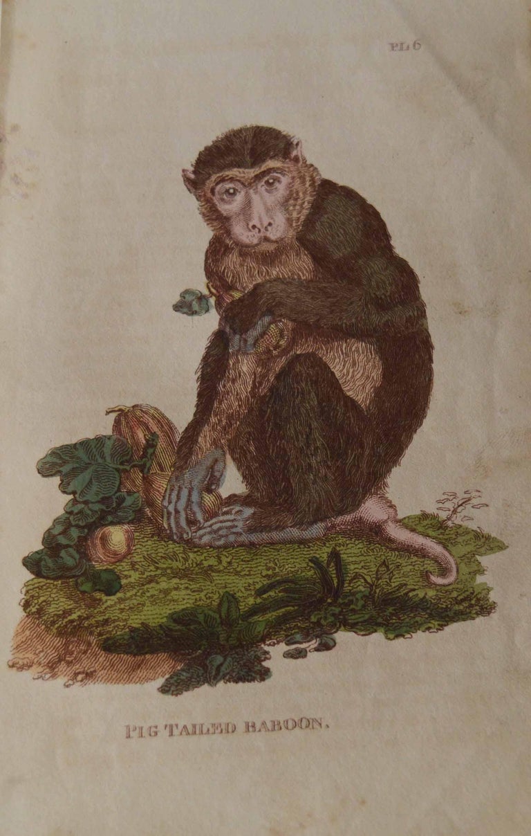 Set of 15 Original Antique Monkey Prints, circa 1810 For Sale at 1stDibs