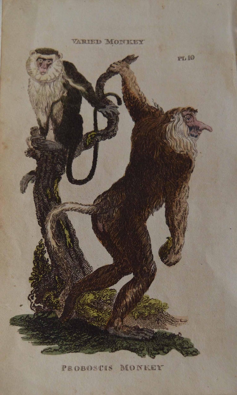 Set of 15 Original Antique Monkey Prints, circa 1810 For Sale at 1stDibs
