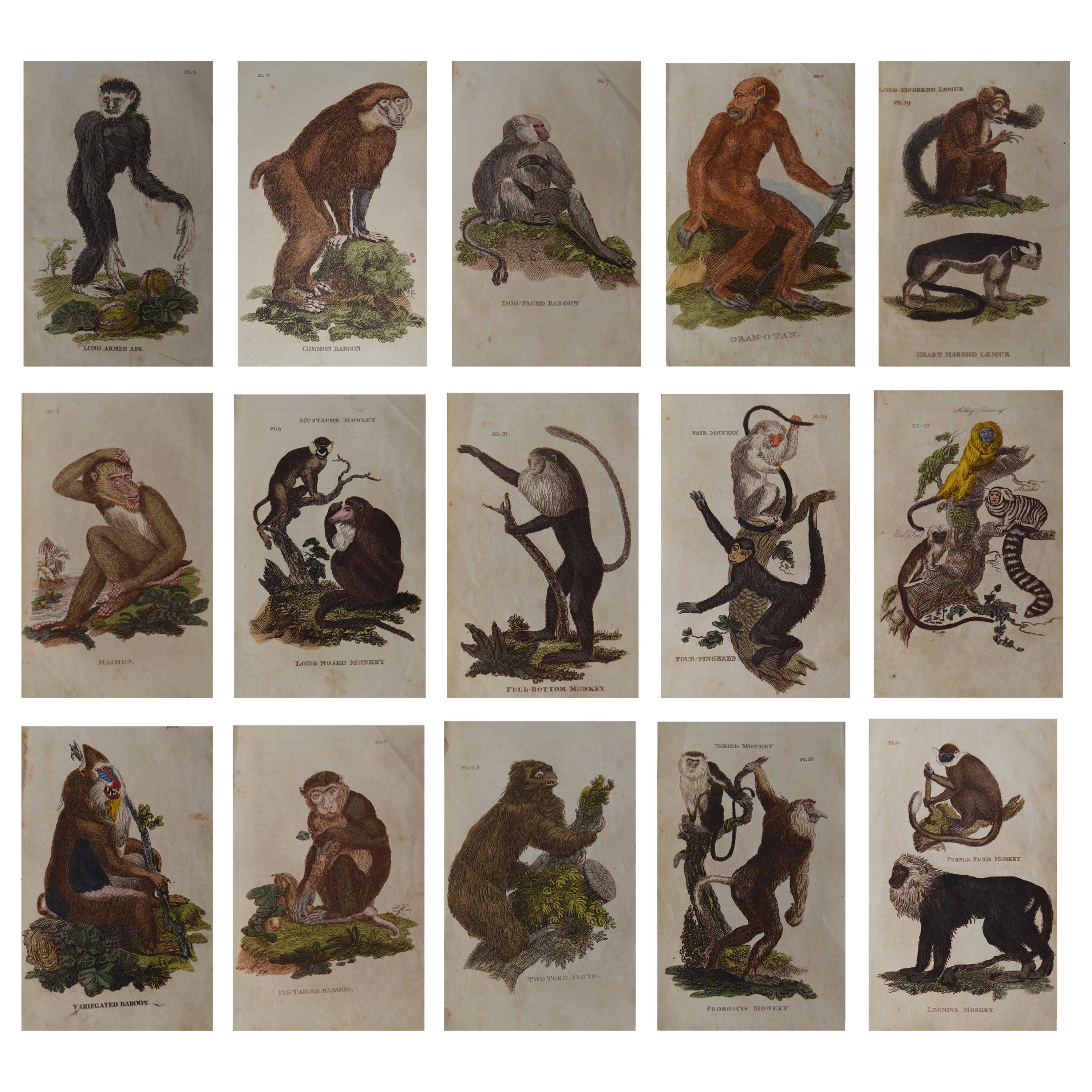 Set of 15 Original Antique Monkey Prints, circa 1810 For Sale at 1stDibs