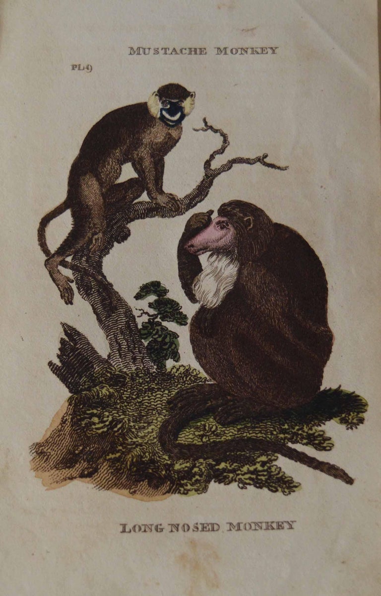 Set of 15 Original Antique Monkey Prints, circa 1810 For Sale at 1stDibs