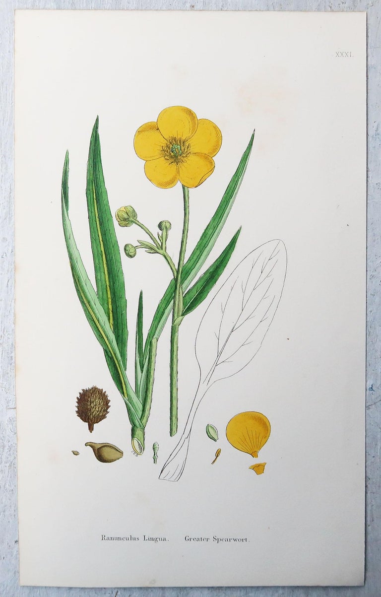 Set of 16 Original Antique Botanical Prints, Circa 1850 at 1stDibs