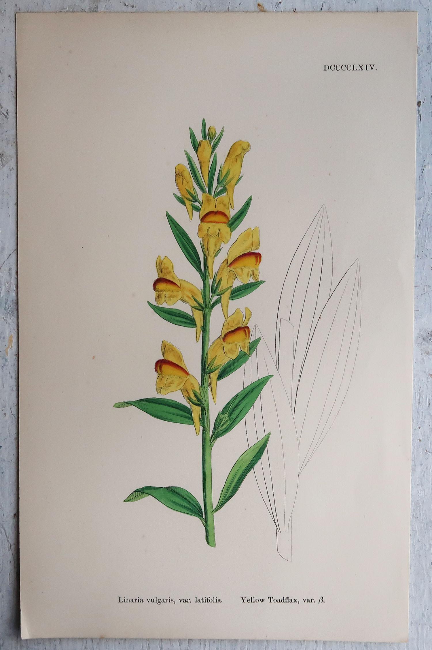 Set of 16 Original Antique Botanical Prints, Circa 1850 at 1stDibs