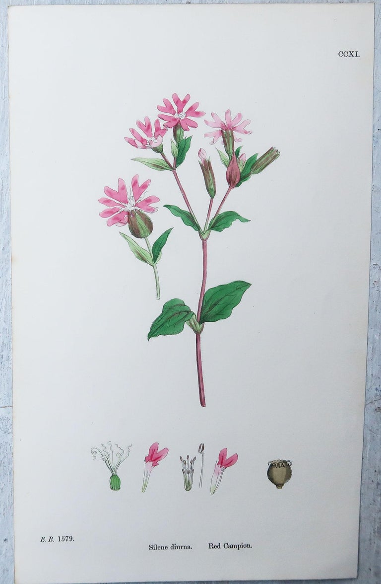 Set of 16 Original Antique Botanical Prints, Circa 1850 at 1stDibs