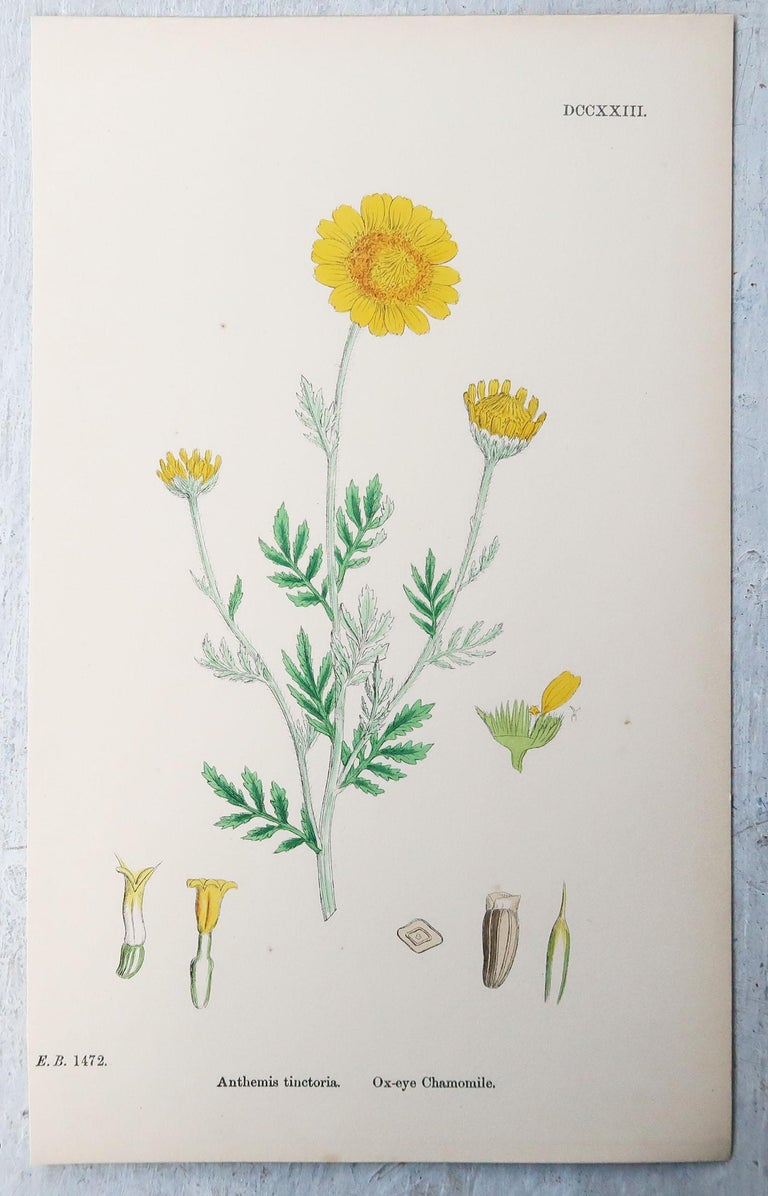 Set of 16 Original Antique Botanical Prints, Circa 1850 at 1stDibs