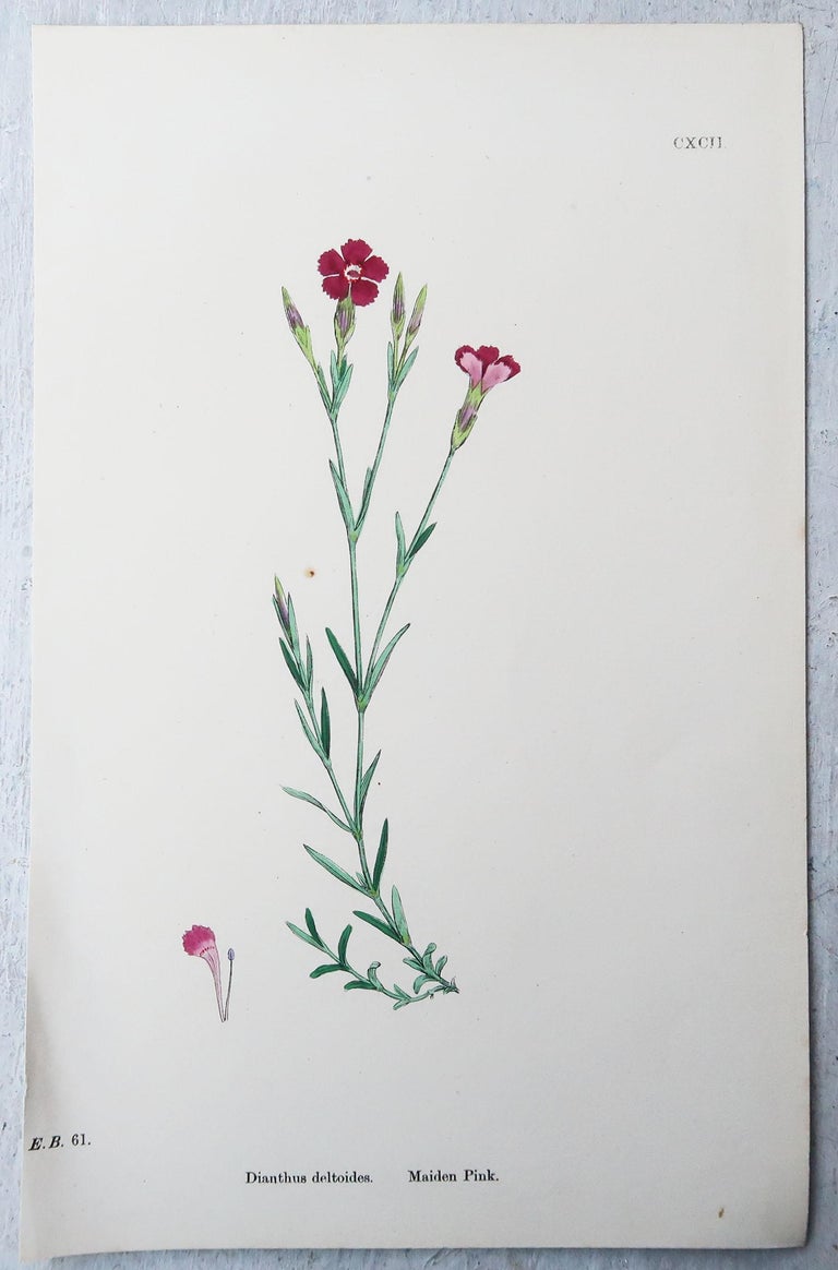 Set of 16 Original Antique Botanical Prints, Circa 1850 at 1stDibs