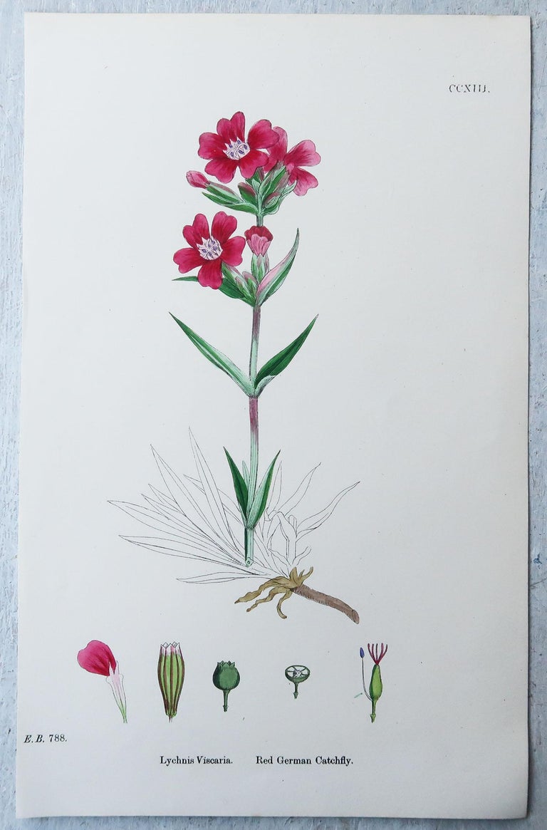 Set of 16 Original Antique Botanical Prints, Circa 1850 at 1stDibs