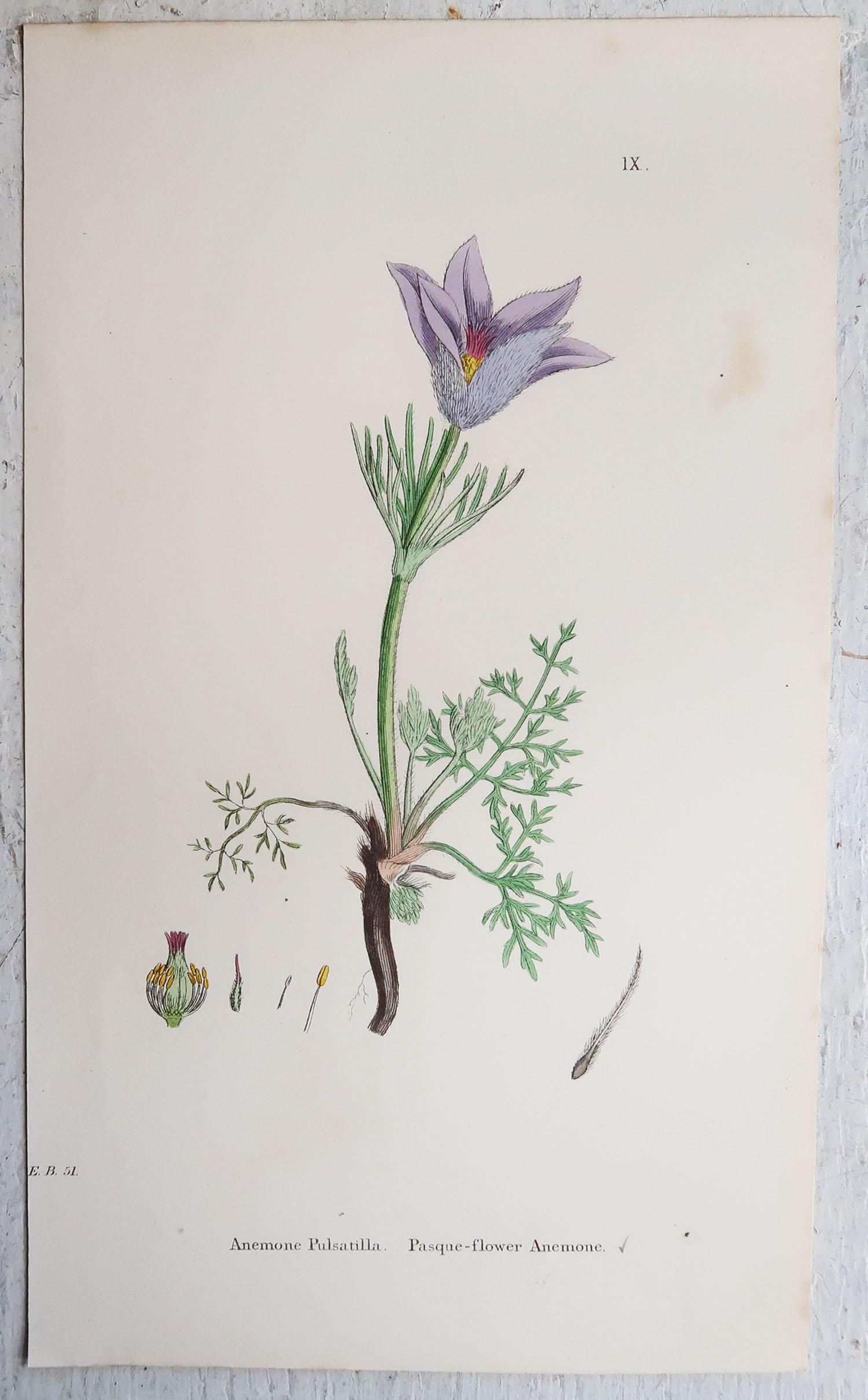 Set of 16 Original Antique Botanical Prints, Circa 1850 at 1stDibs