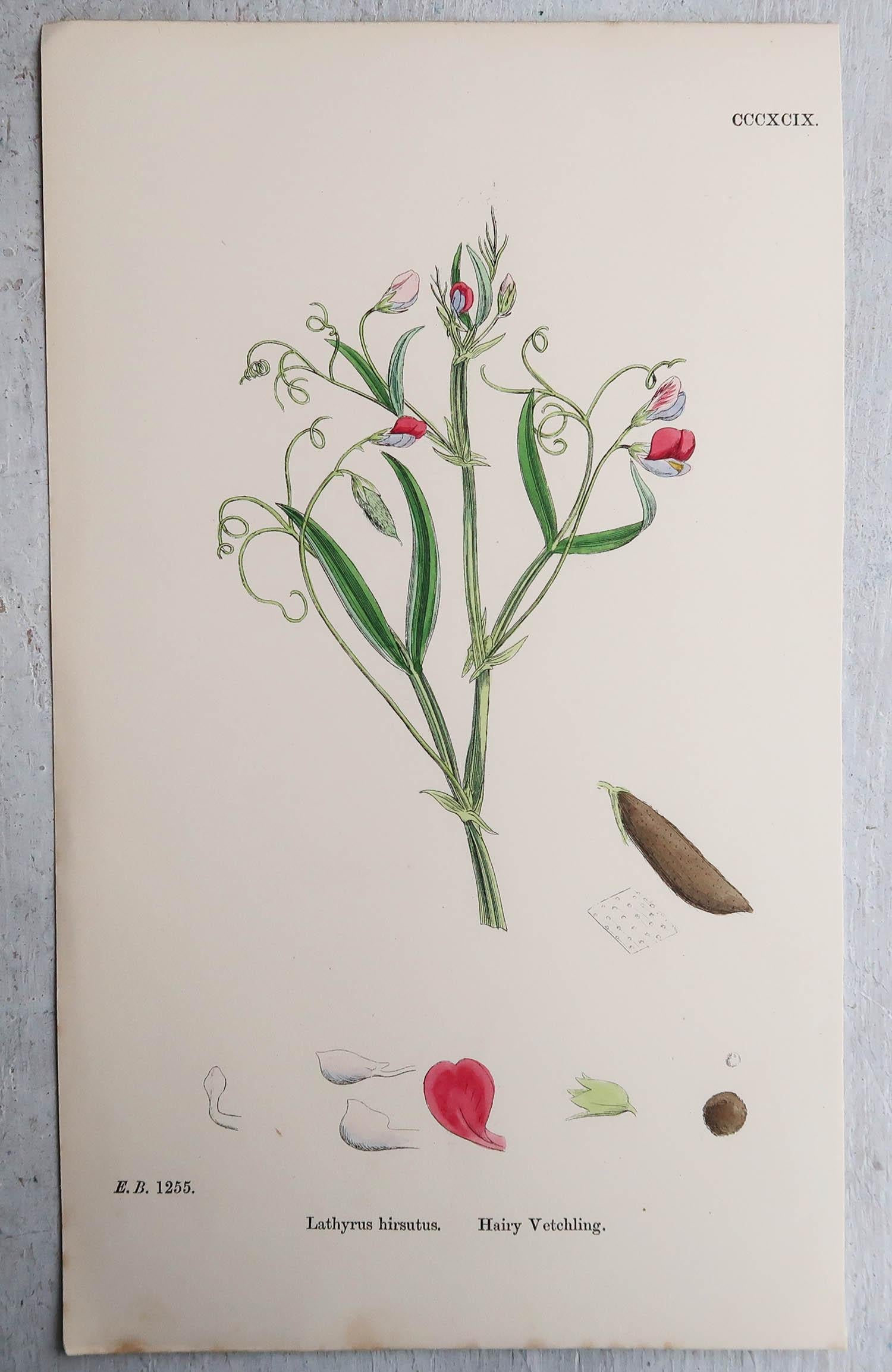 Set of 16 Original Antique Botanical Prints, circa 1850 at 1stDibs