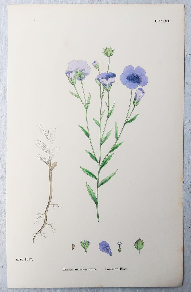 Set of 16 Original Antique Botanical Prints, Circa 1850 at 1stDibs