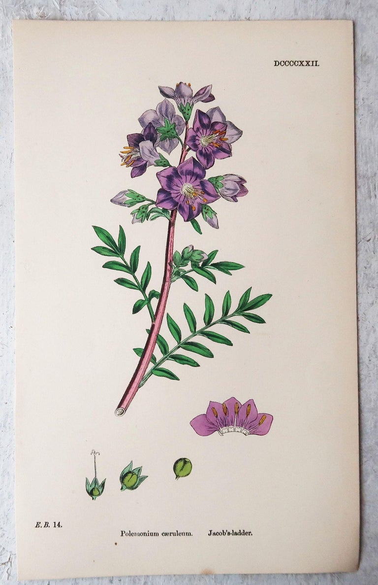Set of 16 Original Antique Botanical Prints, Circa 1850 For Sale at 1stDibs