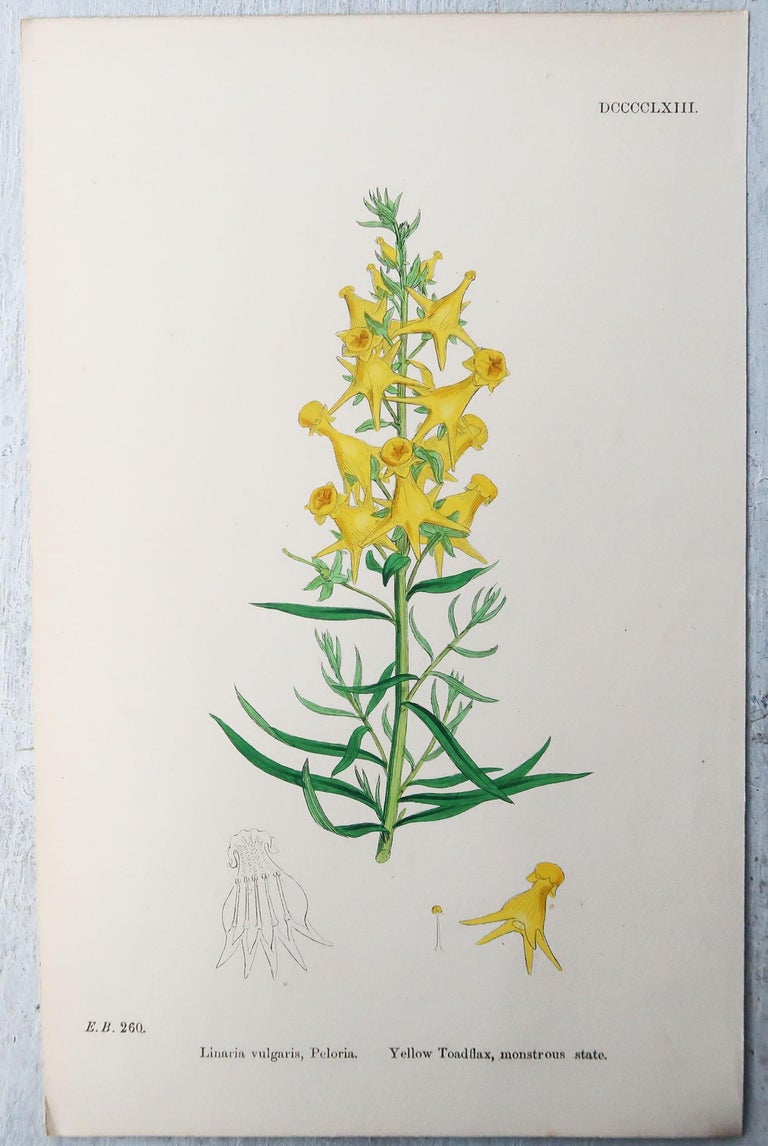 Set of 16 Original Antique Botanical Prints, Circa 1850 at 1stDibs
