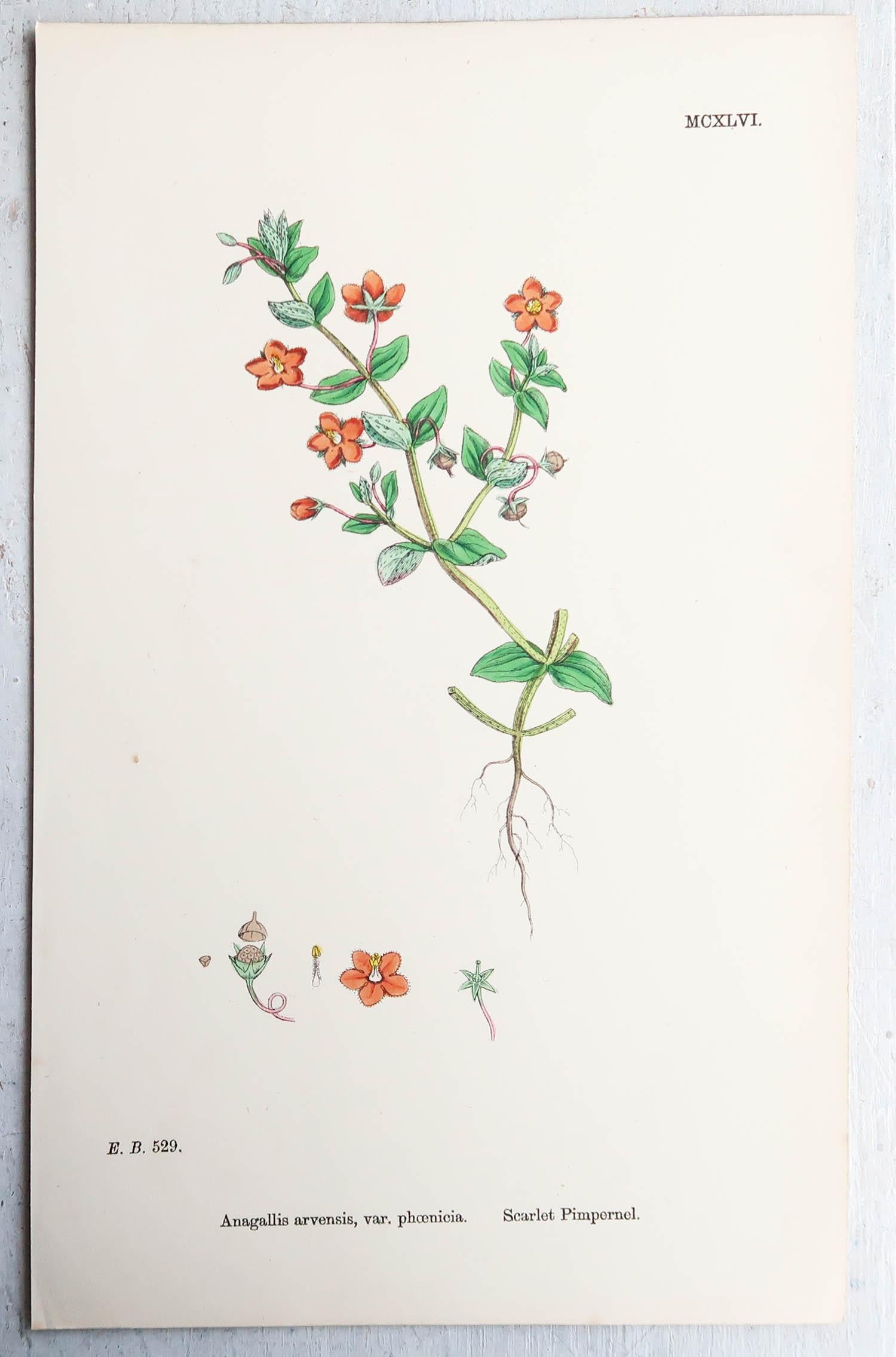 Set of 16 Original Antique Botanical Prints, Circa 1850 at 1stDibs
