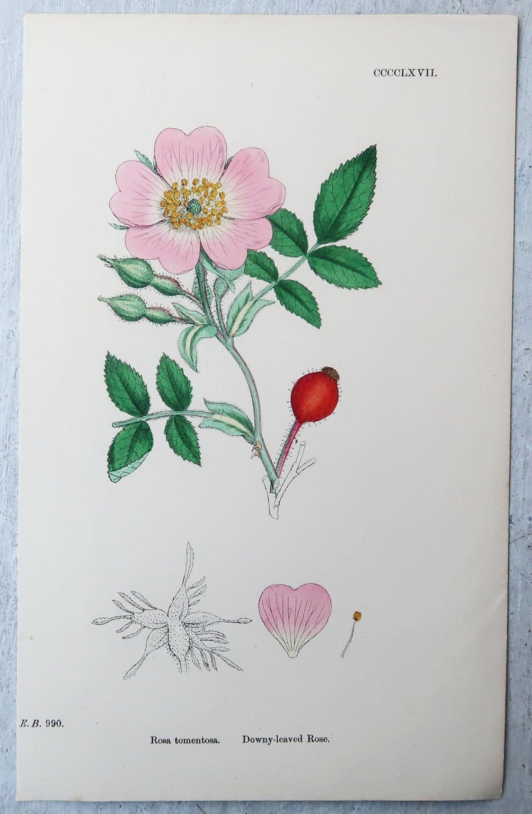 Set of 16 Original Antique Botanical Prints, Circa 1850 at 1stDibs