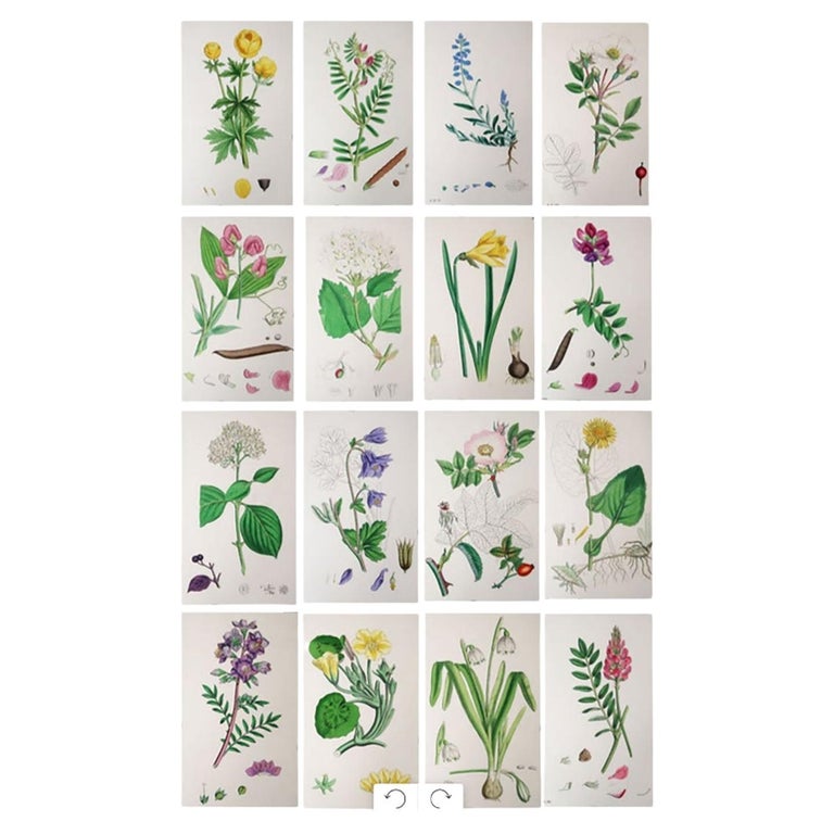 Set of 16 Original Antique Botanical Prints, Circa 1850 at 1stDibs