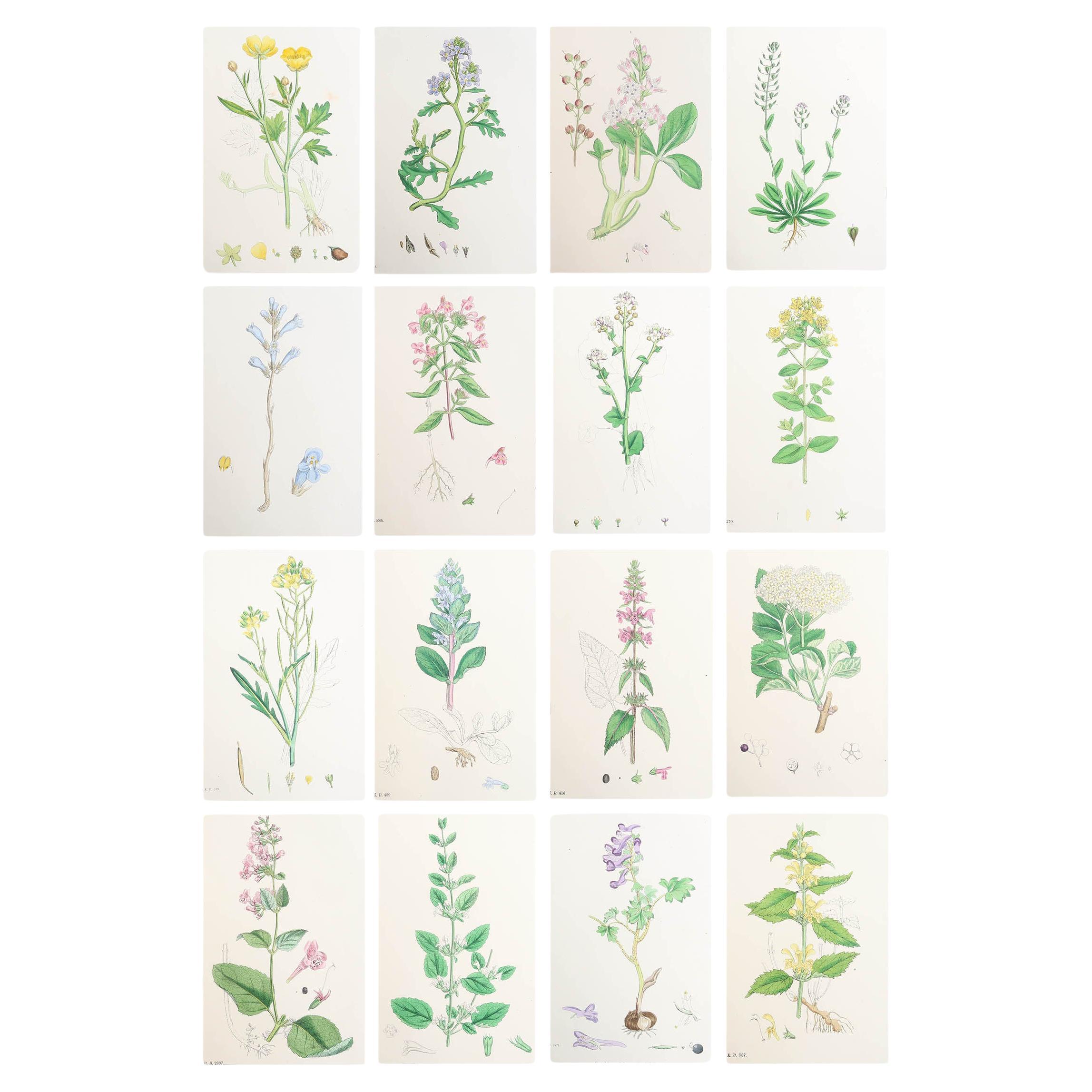 Set of 16 Original Antique Botanical Prints, circa 1850 For Sale at 1stDibs