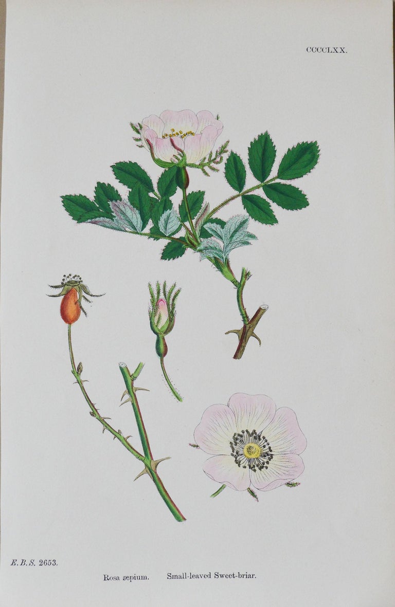 Set of 16 Original Antique Botanical Prints 'Roses', circa 1850 For ...