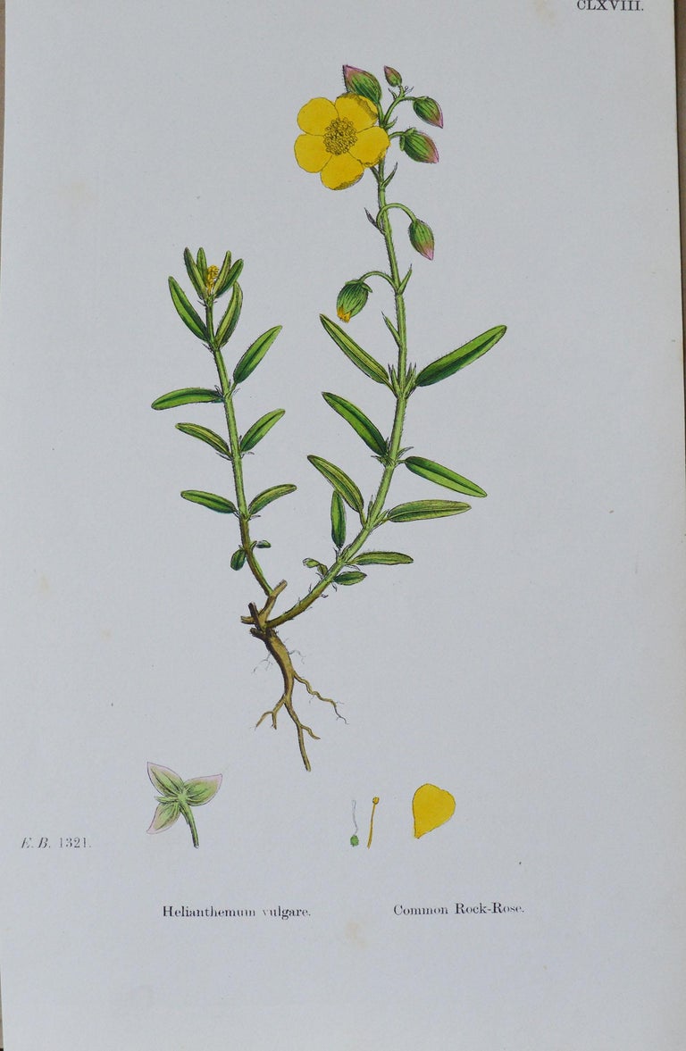 Set of 16 Original Antique Botanical Prints 'Roses', circa 1850 For ...
