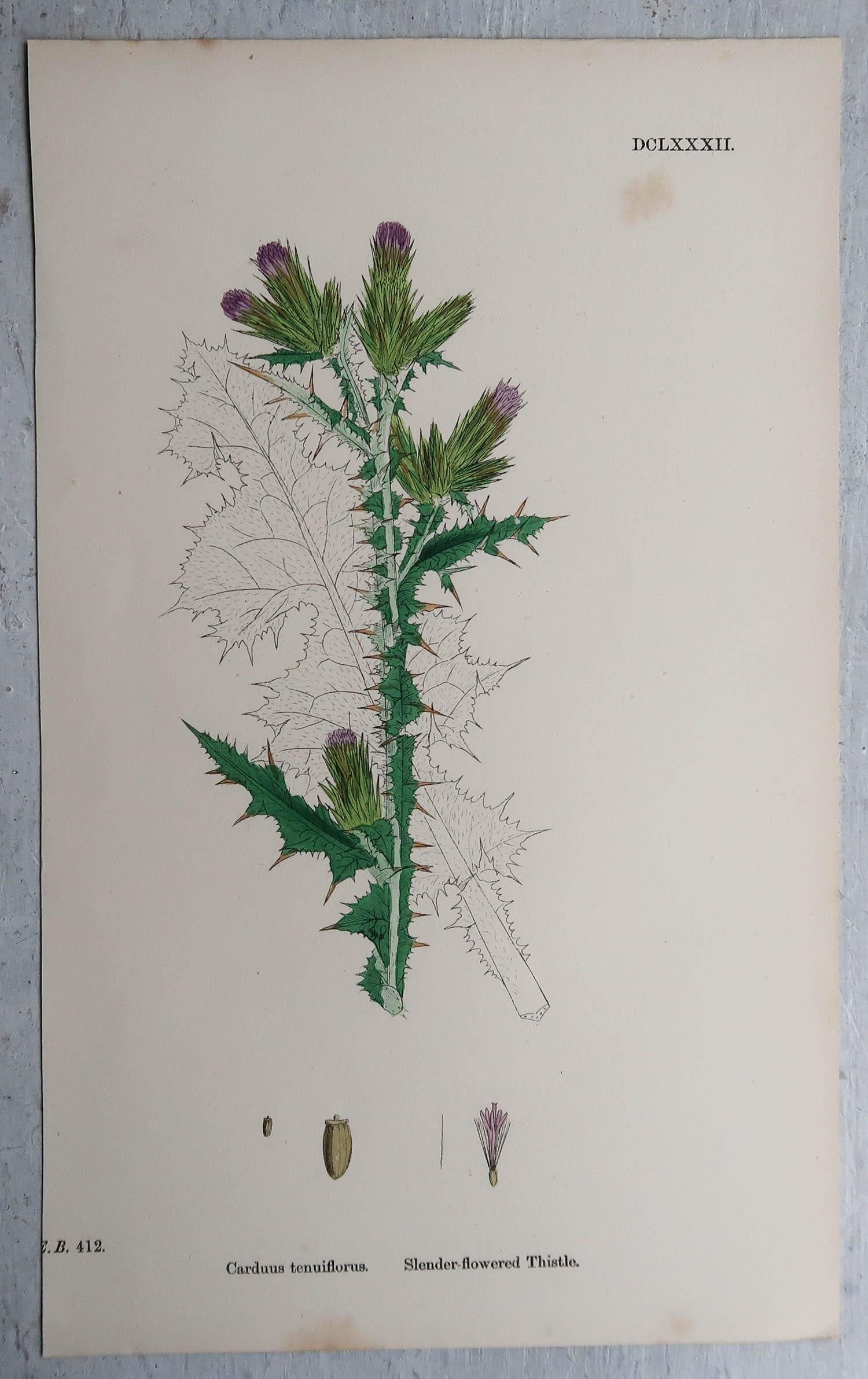 Set of 16 Original Antique Prints of Thistles, Circa 1850 at 1stDibs