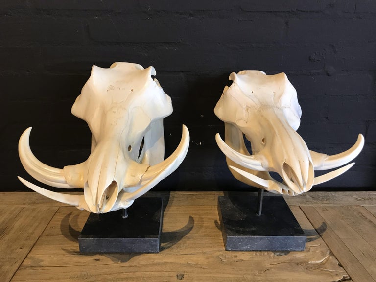 Set of 2 African Warthog Skulls at 1stDibs