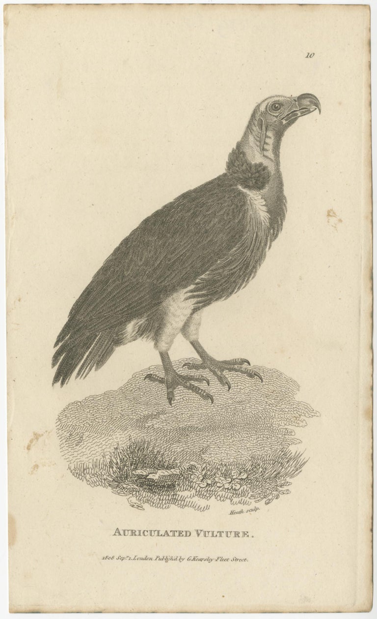 Set of 2 Antique Birds Prints of the Imperial Eagle and Turkey Vulture ...