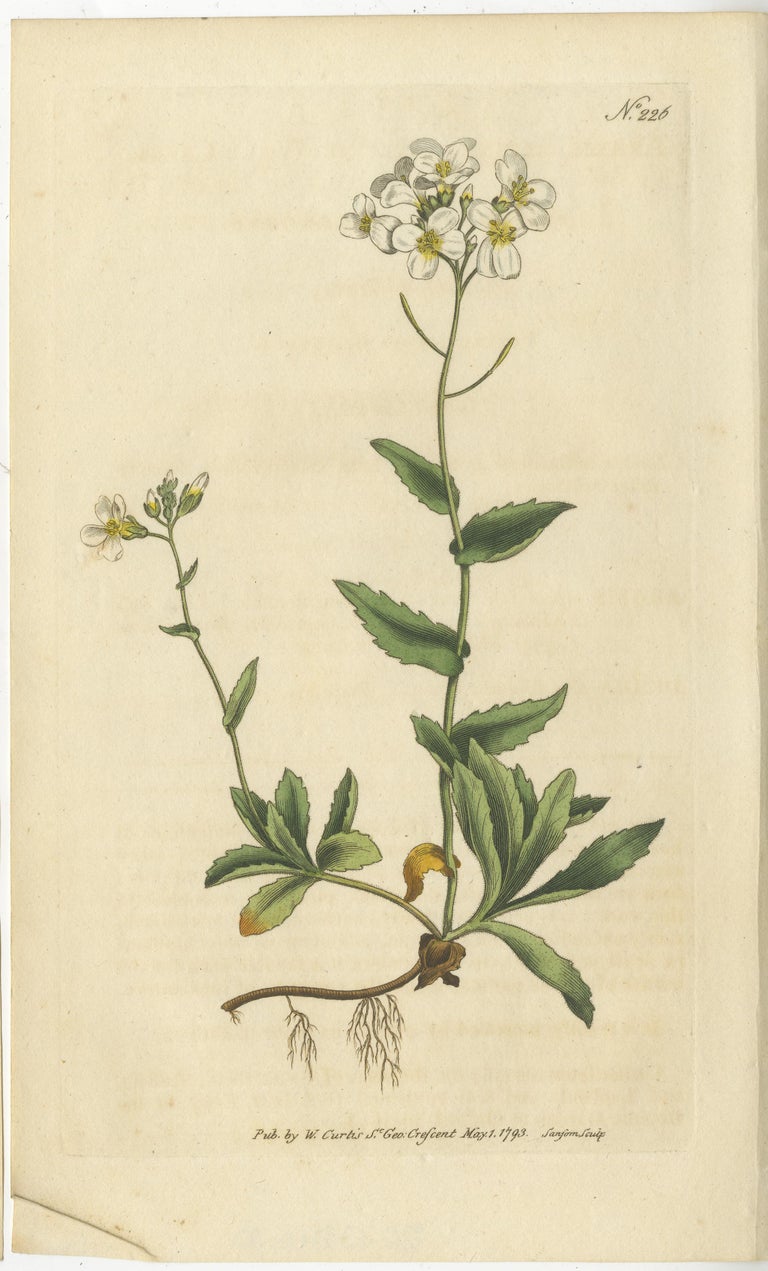 Set of 2 Antique Botany Prints, Alpine Wall-Cress, Atamasco Lily For ...