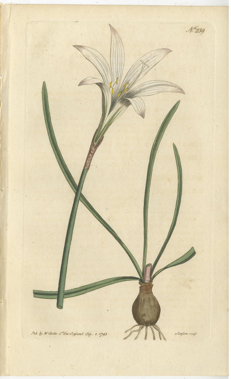 Set of 2 Antique Botany Prints, Alpine Wall-Cress, Atamasco Lily For ...