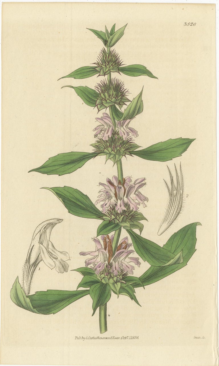Set of 2 Antique Botany Prints, Malva, Monarda by Curtis, '1836' For ...