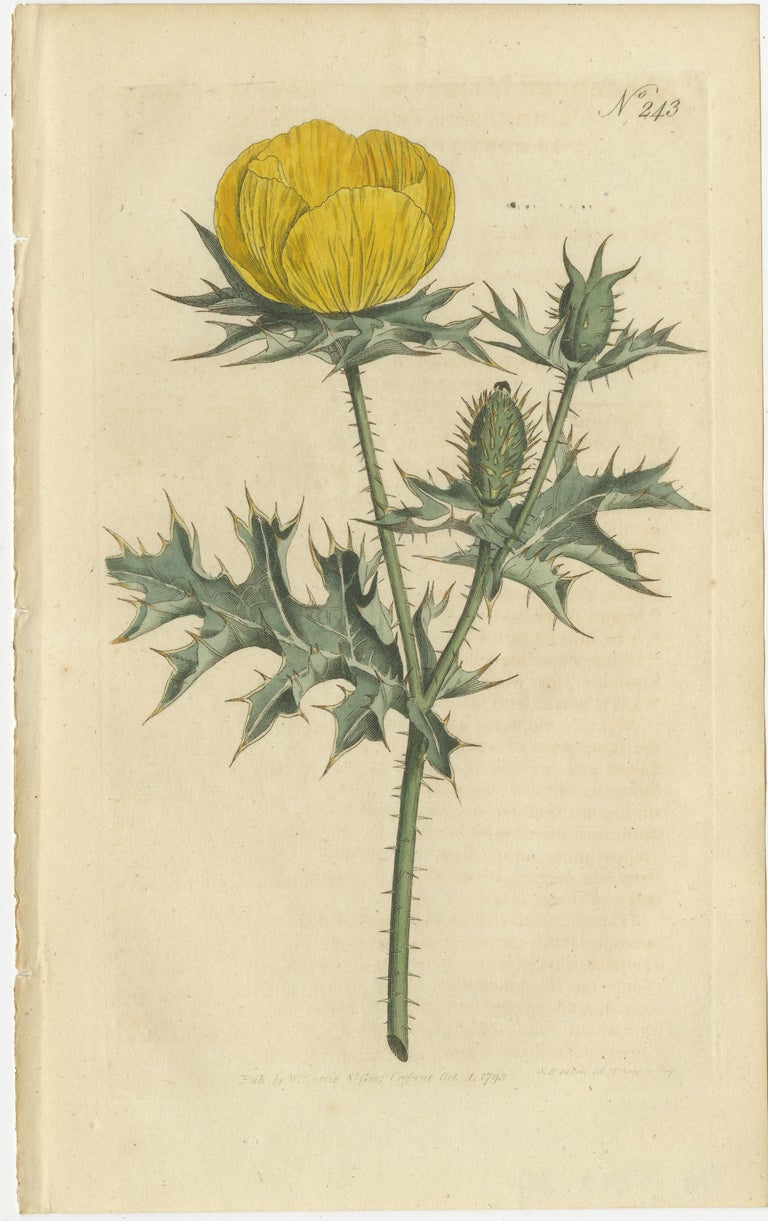 Set of 2 Antique Botany Prints - Prickly Poppy - Perennial Sunflower ...