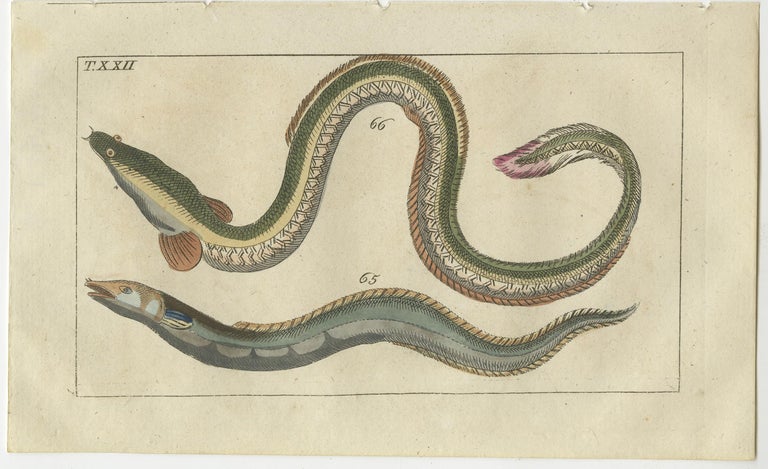 Set of 2 Antique Fish Prints - Conger Eel - Pacific Cutlassfish - Sand ...