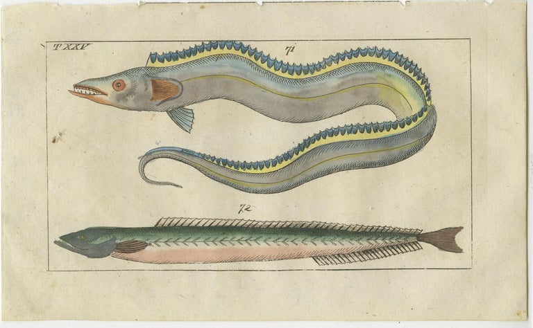 Set of 2 Antique Fish Prints - Conger Eel - Pacific Cutlassfish - Sand ...