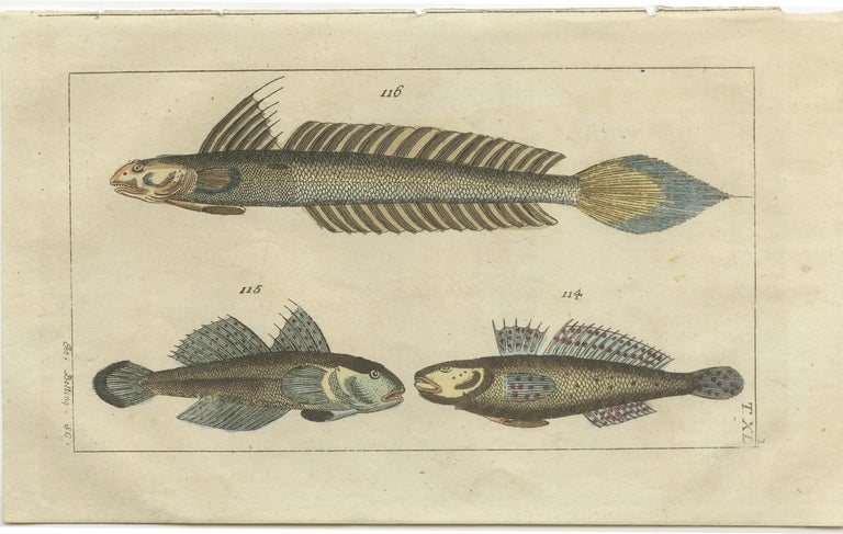 Set of 2 Antique Fish Prints - Dolphin Fish - Goby - Sand Tilefish For ...