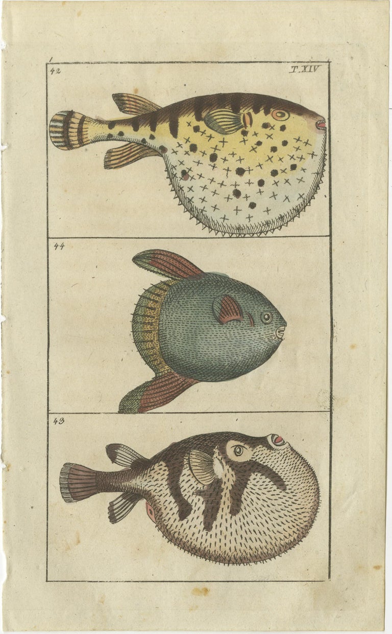Set of 2 Antique Fish Prints, Globe Fish, Sunfish, Burrfish For Sale at ...