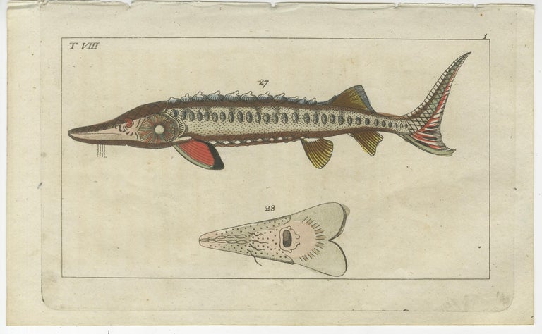 Set of 2 Antique Fish Prints - Ratfish - Sea Sturgeon For Sale at 1stDibs