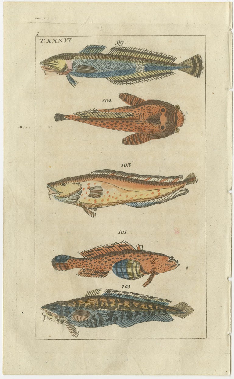 Set of 2 Antique Fish Prints - Viviparus - Oyster Toadfish - Tusk Fish ...
