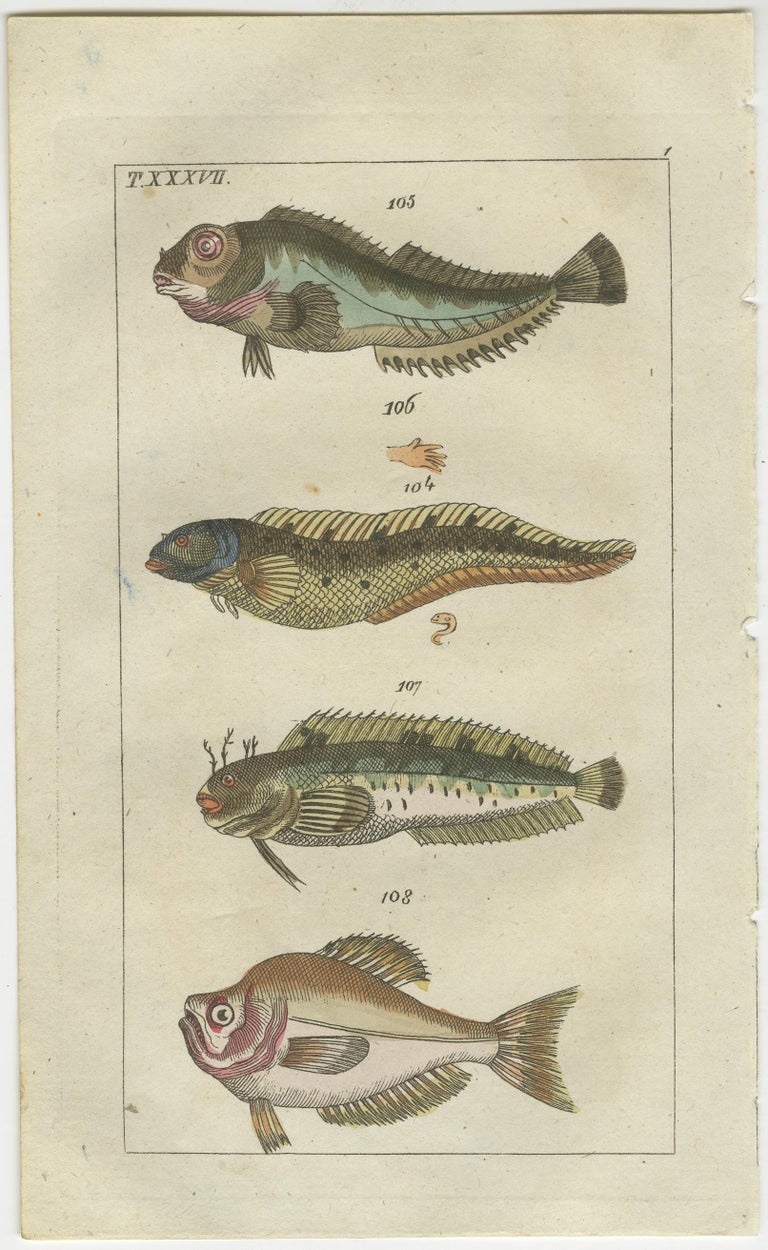 Set of 2 Antique Fish Prints - Viviparus - Oyster Toadfish - Tusk Fish ...