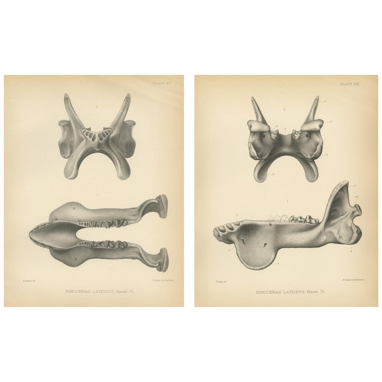 Set of 2 Antique Paleontology Prints of a Dinoceras Laticeps by Marsh ...