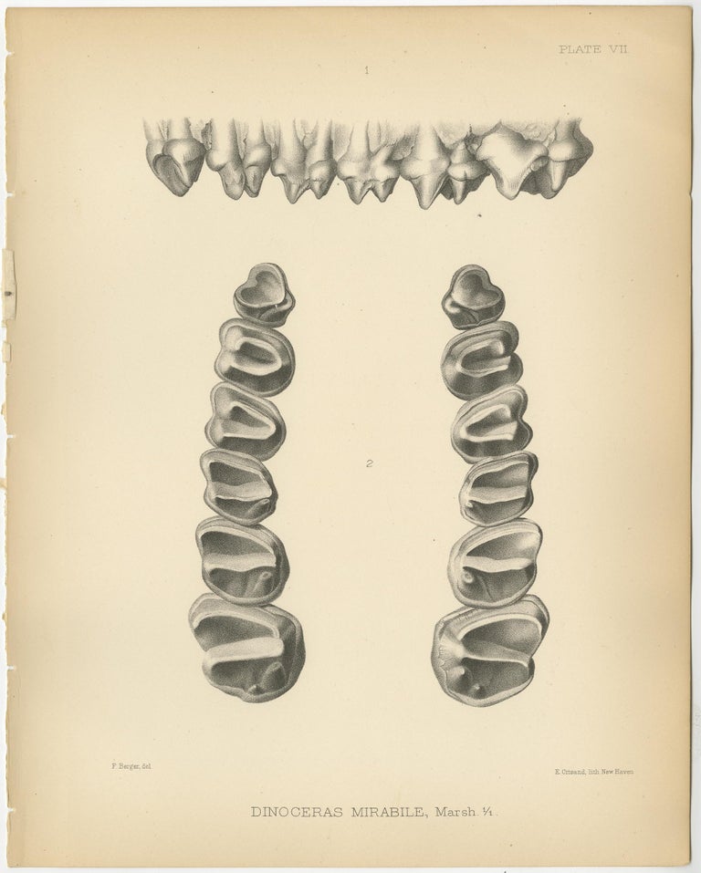 Set of 2 Antique Paleontology Prints of a Dinoceras Mirabile by Marsh ...