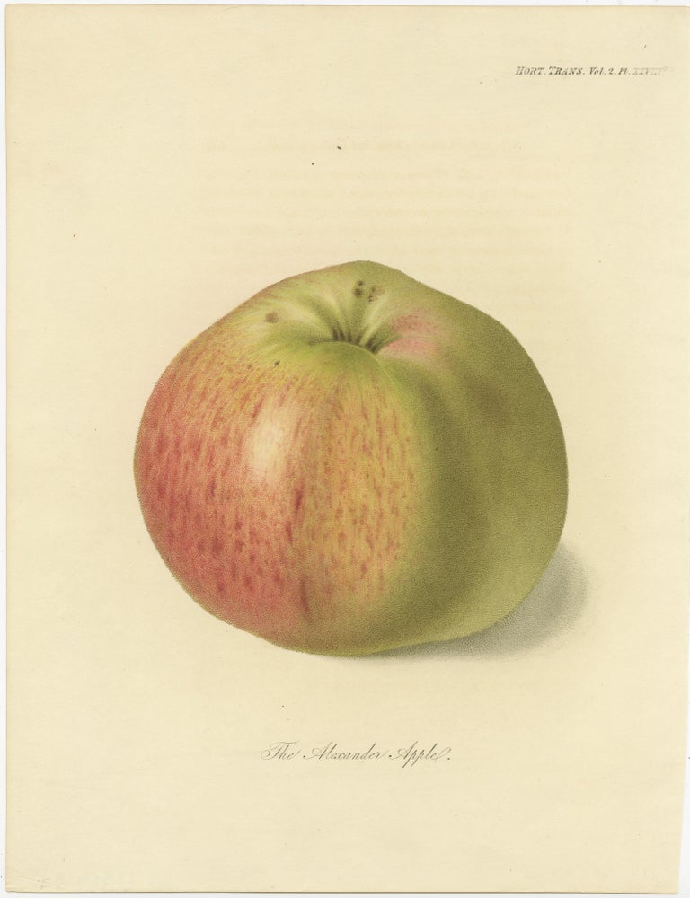 Set of 2 Antique Prints of the Gravenstein Apple and Alexander Apple ...