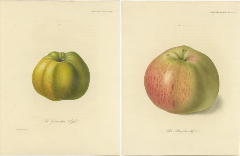 Set of 2 Antique Prints of the Gravenstein Apple and Alexander Apple ...